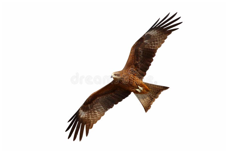 Black Kite Flying Isolated on White Background. Stock Photo - Image of ...