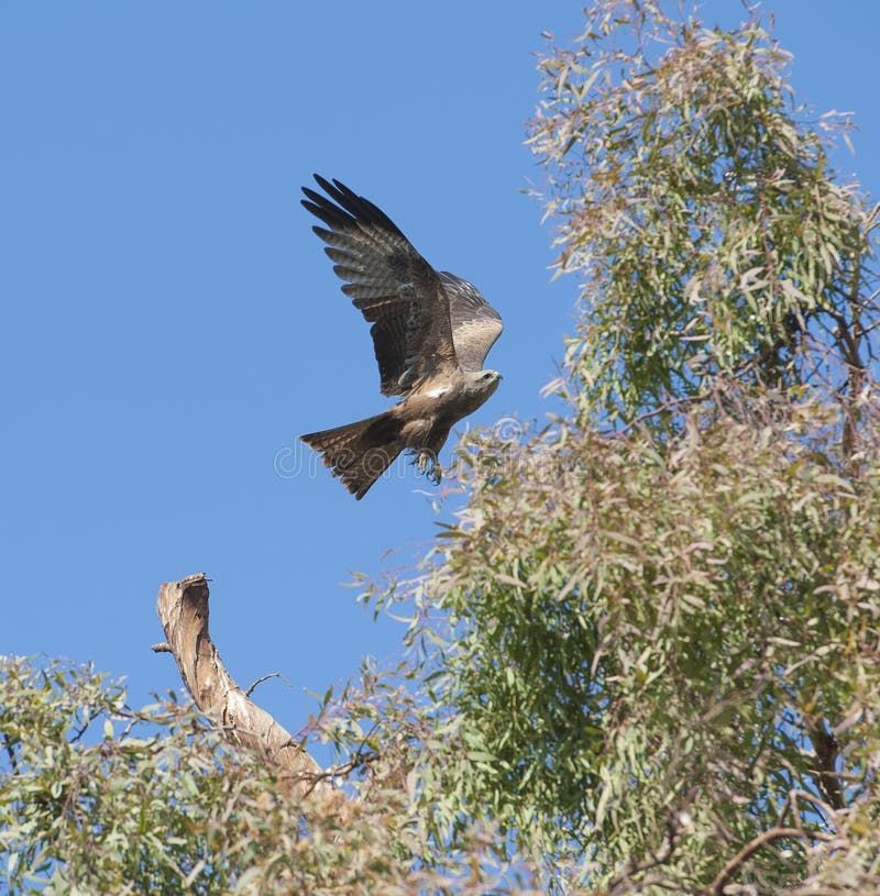Black Kite Flying Over a Tree Stock Photo - Image of kite, wing: 28413776