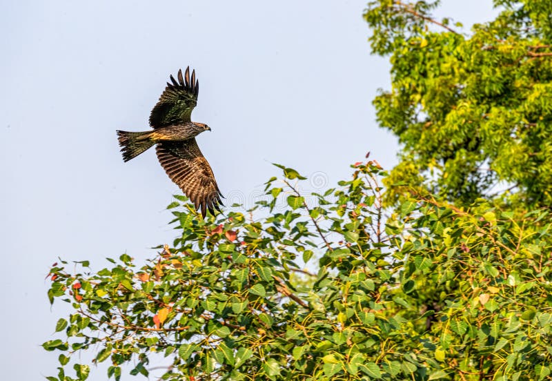 Black Kite Flying Over a Tree Stock Photo - Image of asian, prey: 241132538
