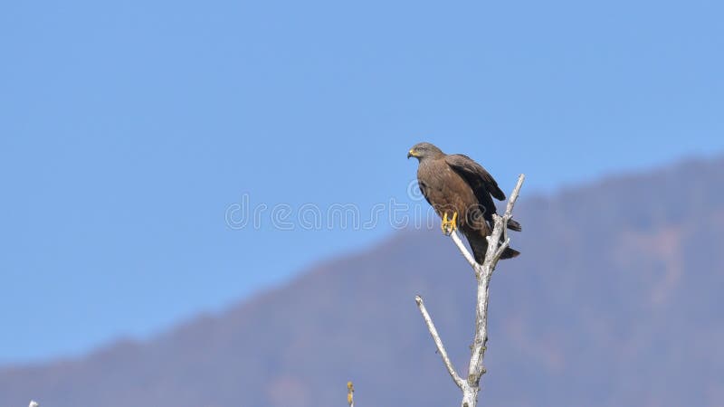 Black Kite, Hawk, in the Foreground, Placed on the Top of the Tree ...