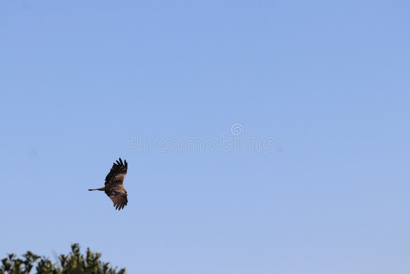 Black kite hawk stock image. Image of flying, hawk, kite - 240663393