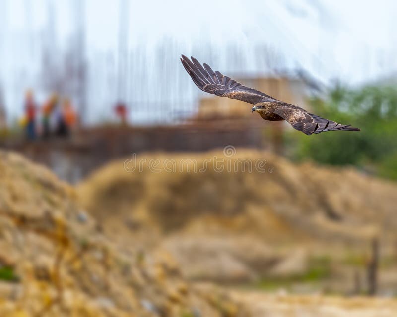 A Black Kite with Horizontal Wing Flying Stock Photo - Image of flight ...