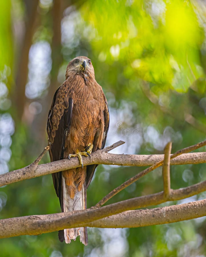 A Black Kite stock photo. Image of wing, majestic, beautiful - 278709876