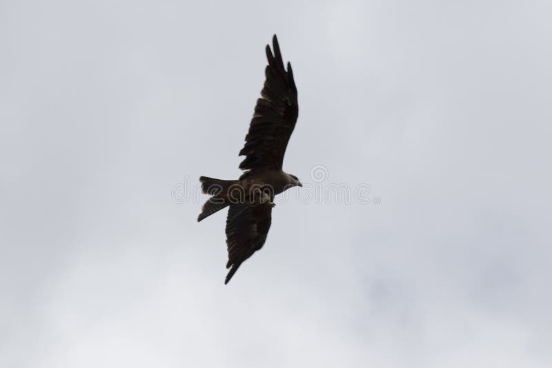 The Black Kite is a Medium-sized Raptor. from a Distance, it Appears ...