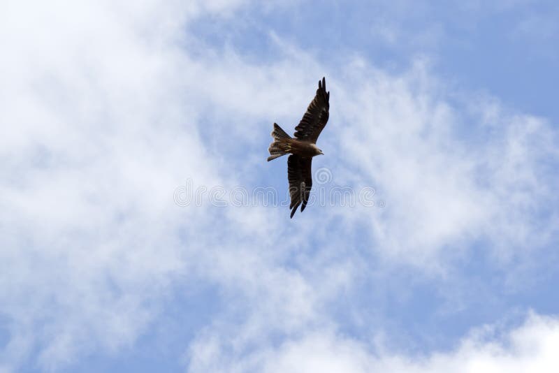 The Black Kite is a Medium-sized Raptor. from a Distance, it Appears ...