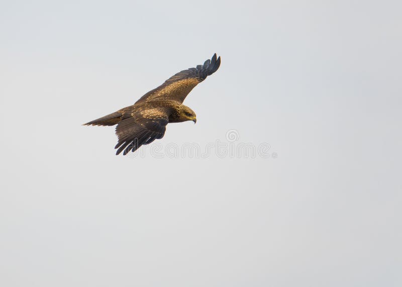 Red Kite raptor flying stock photo. Image of milvinae - 57658020