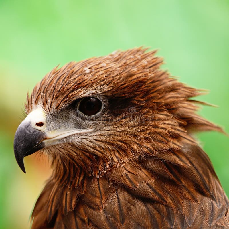 Black Kite stock image. Image of bird, eagle, head, closeup - 42088185