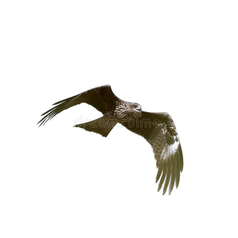 314 Black Pariah Photos - Free & Royalty-Free Stock Photos from Dreamstime