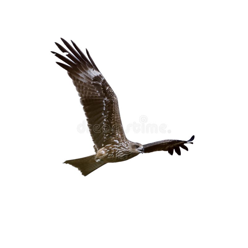 314 Black Pariah Photos - Free & Royalty-Free Stock Photos from Dreamstime