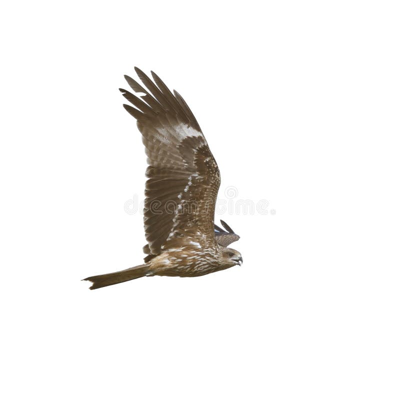 314 Black Pariah Photos - Free & Royalty-Free Stock Photos from Dreamstime