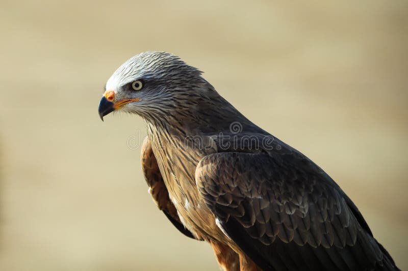 Black Kite stock photo. Image of milano, lovely, wildlife - 30791304