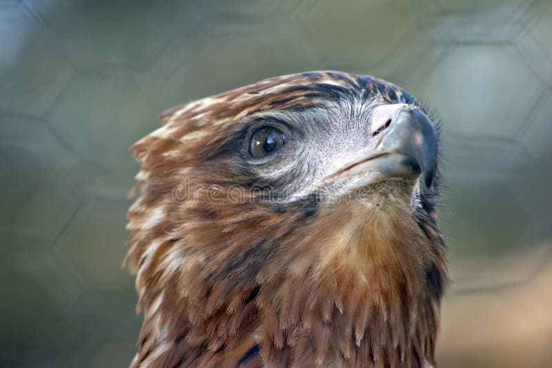 The black kite is a raptor stock image. Image of bird - 188112563