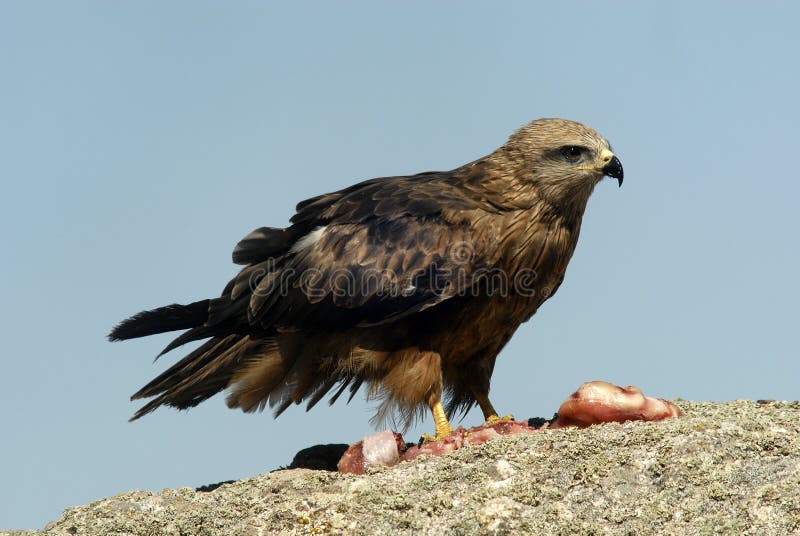 Black Kite on the Rock Eating Stock Image - Image of biology, feather ...