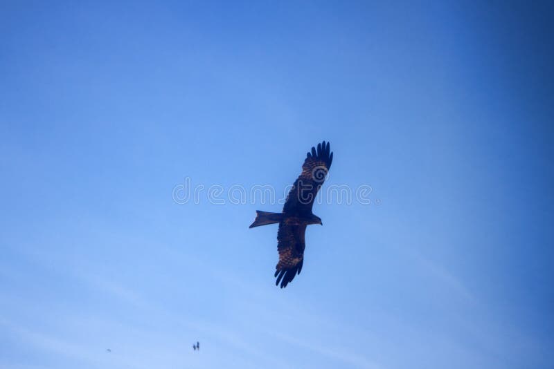 Black Kite on Search Flight Stock Image - Image of golden, fall: 255503529
