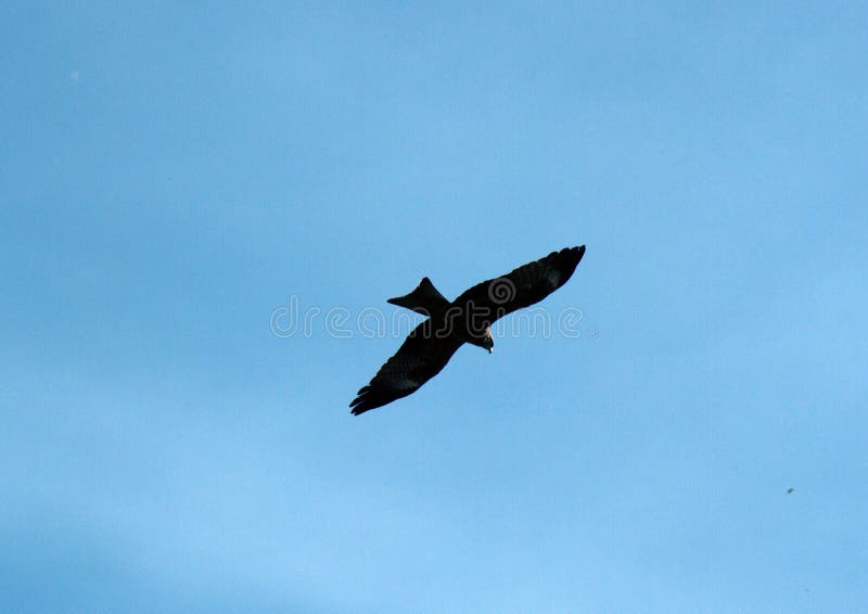 Black Kite on Search Flight Stock Image - Image of plane, exotic: 263106985