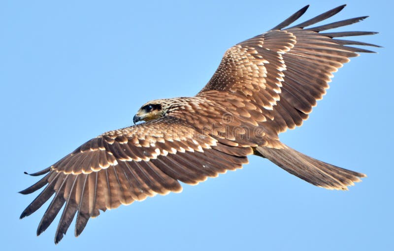 Black Kite stock photo. Image of bald, bird, wildlife - 45329792