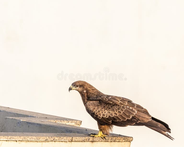 A Black Kite stock image. Image of animal, beak, sharp - 349353939