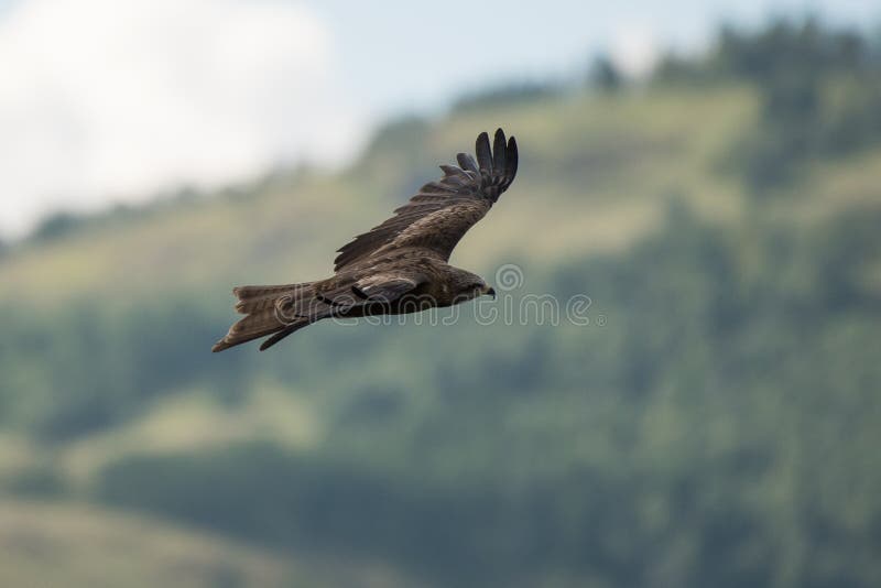 Kite soaring stock image. Image of wild, freedom, mountain - 100224463