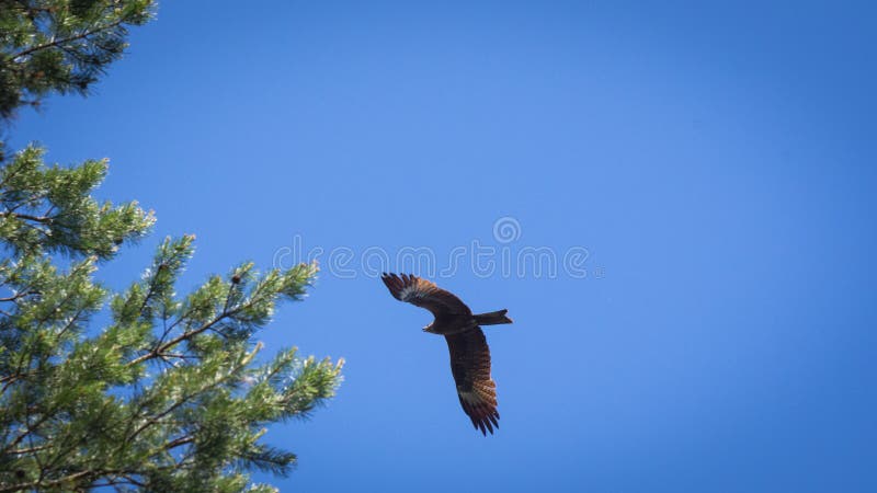 Black Kite, Spread Wings Flying in the Blue Sky Above the Pine Stock ...