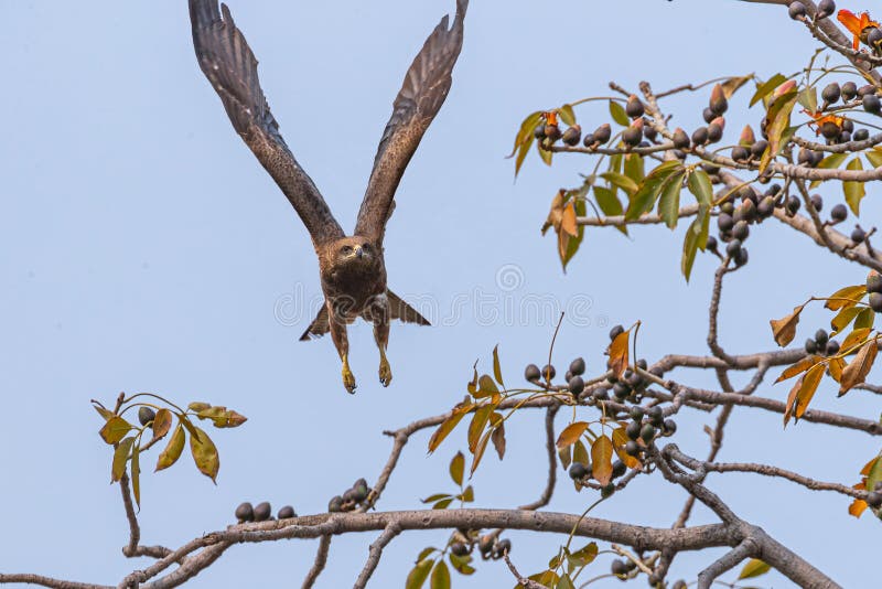 Black Kite stock image. Image of hunter, perched, predator - 291527537