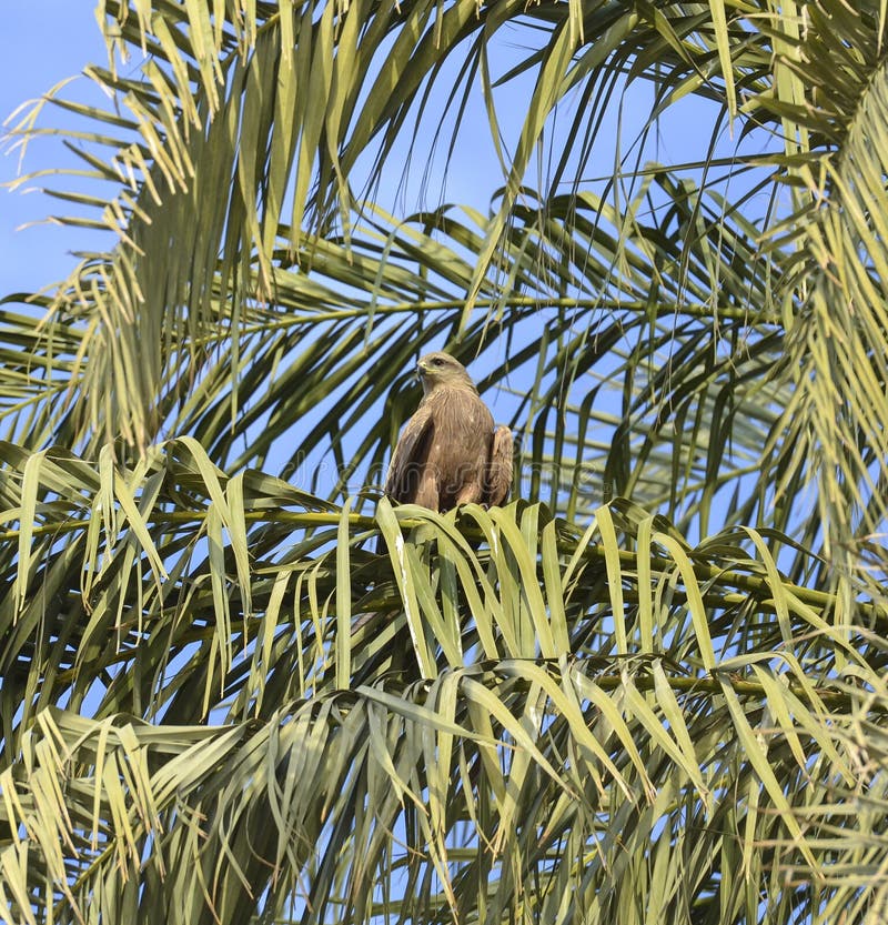 Black kite in a tree stock image. Image of tree, ornithology - 29049503