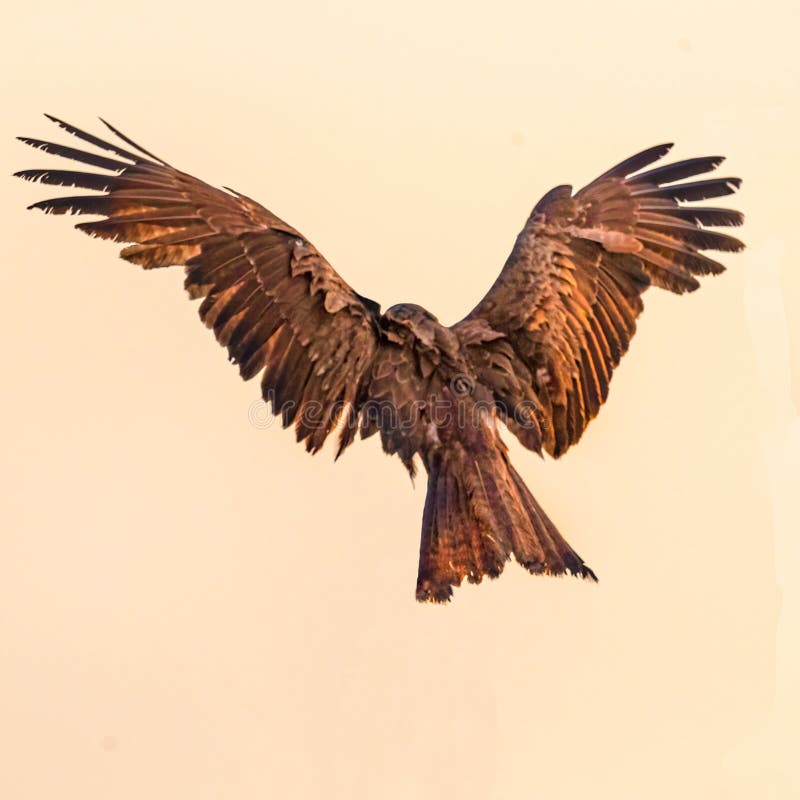 A Black Kite in Victory Sign Stock Image - Image of bird, hunter: 312367671