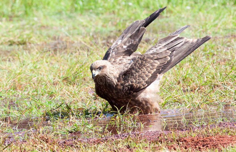 Eagle Raised Wings Stock Photos - Free & Royalty-Free Stock Photos from ...