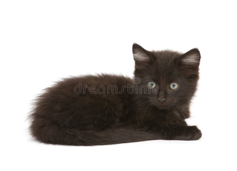 Black Kitten Picture. Image: 6492745