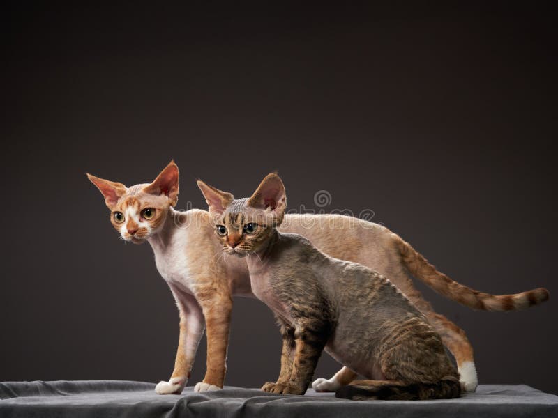 410 Black Devon Rex Cat Stock Photos - Free & Royalty-Free Stock Photos ...