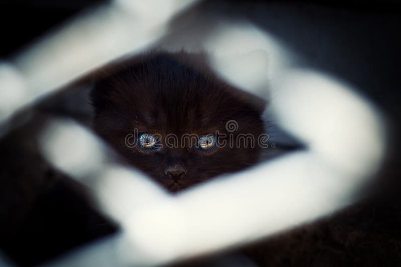 Black kitten behind bars stock photo. Image of baby, kitten - 45433114