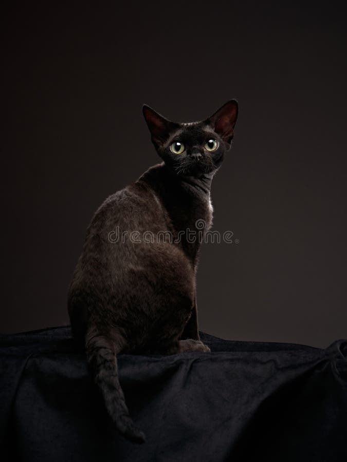 431 Black Devon Rex Cat Stock Photos - Free & Royalty-Free Stock Photos ...
