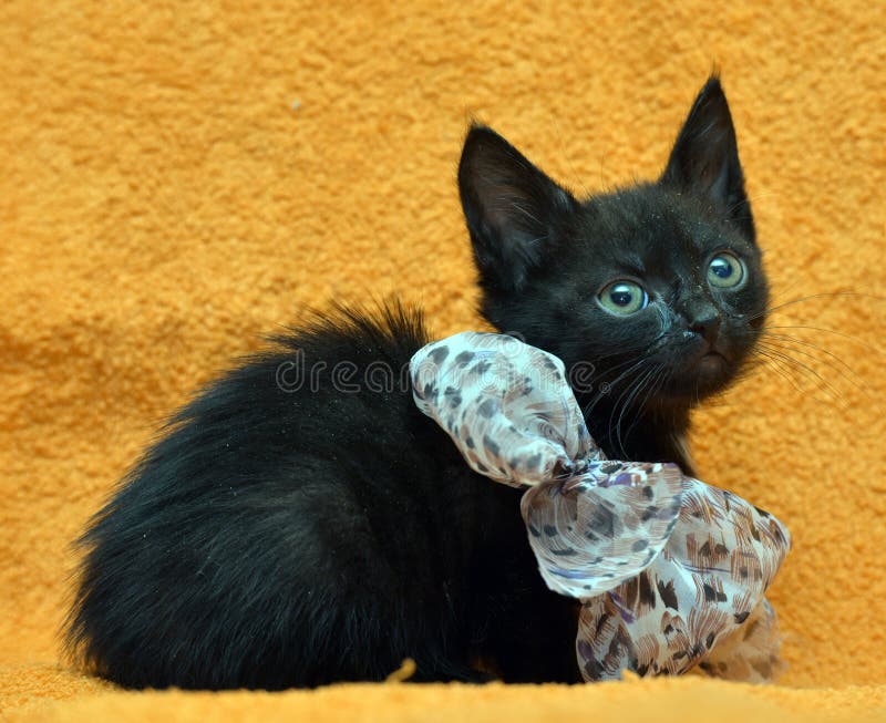 Black kitten with a bow stock image. Image of funny, ears - 62837375