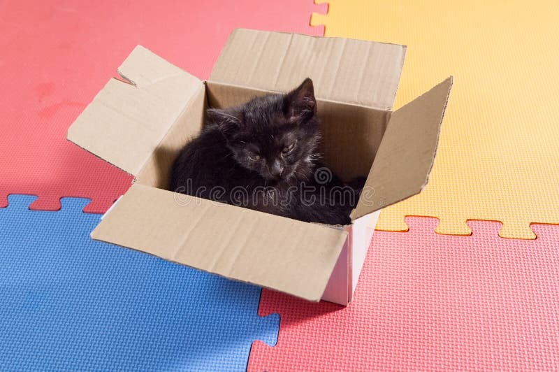 Black kitten in the box stock image. Image of sleep, young - 62351107