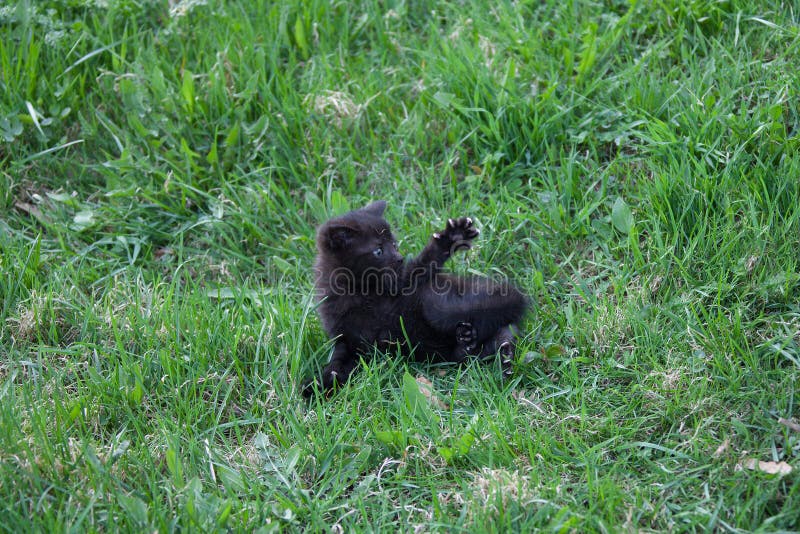 Black kitten fighting stock image. Image of green, heart - 83874171