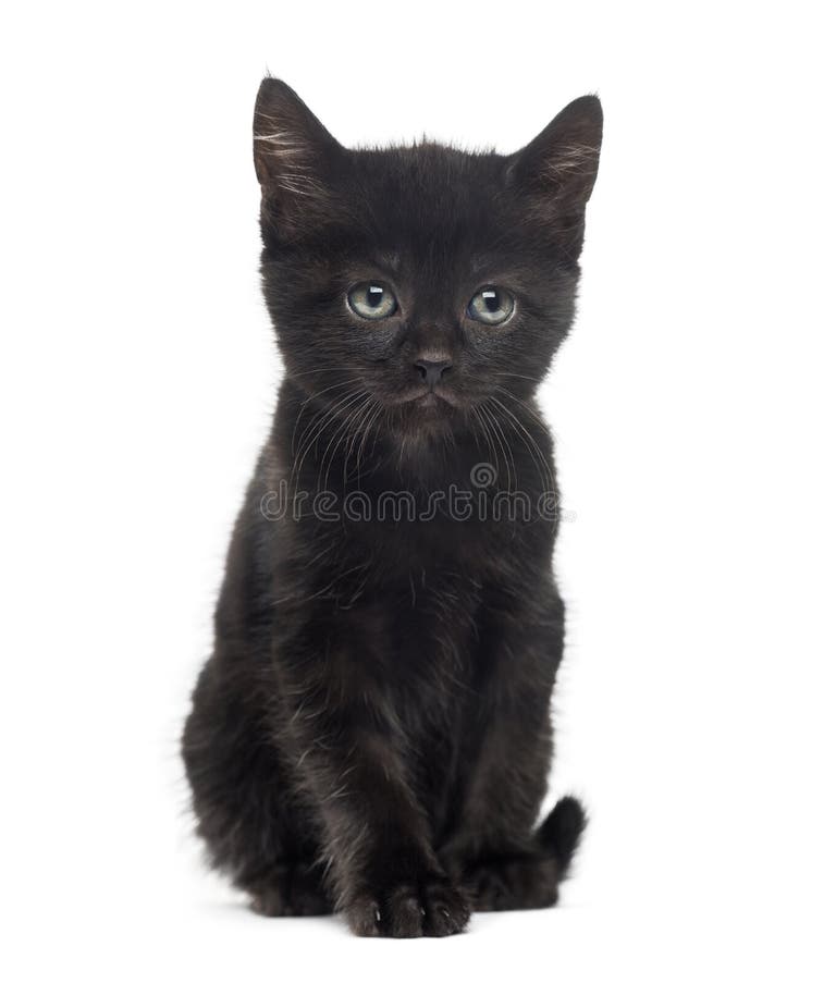 8,920 Kitten Sitting Front White Studio Background Stock Photos - Free ...