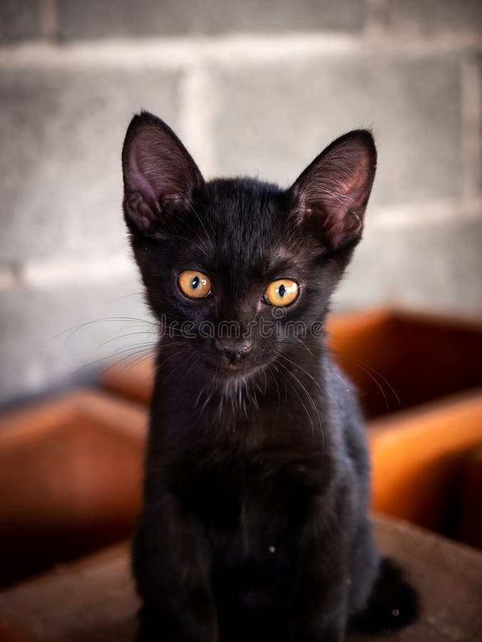 Black Kitten with a Ragged Face Stock Image - Image of abstract ...