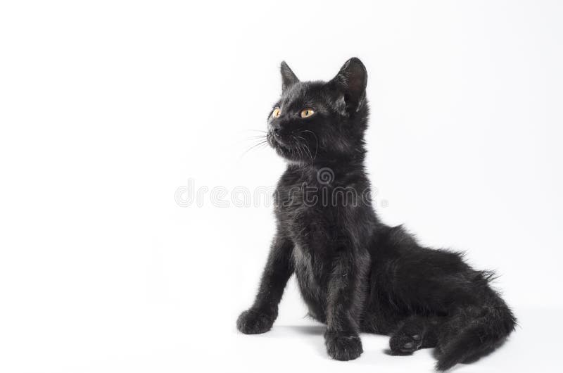 4,208 Waddle Photos - Free & Royalty-Free Stock Photos from Dreamstime