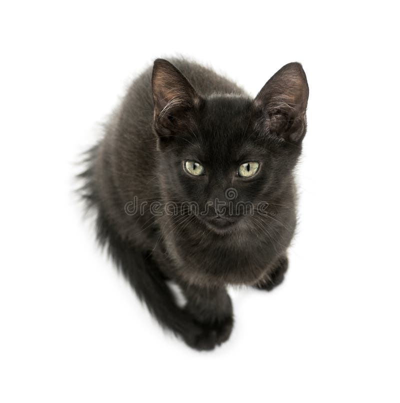 Black Kitten Sitting, Viewed from Up High Stock Photo - Image of shot ...