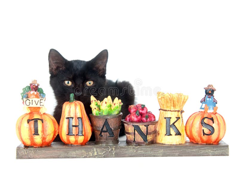 Black Kitten and Thank You Sign Stock Image - Image of thank, adorable ...