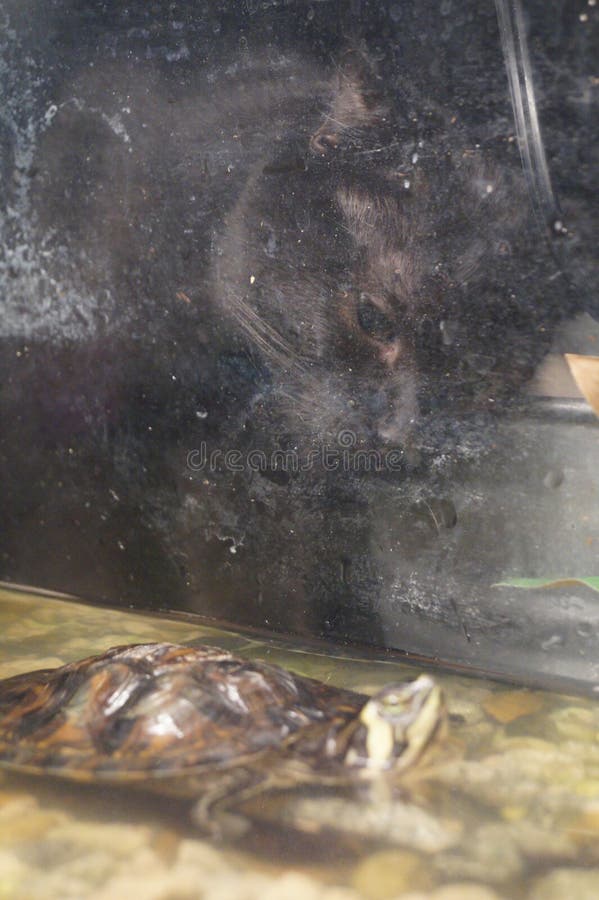 Black Kitten and Turtles stock image. Image of familiar - 176293351