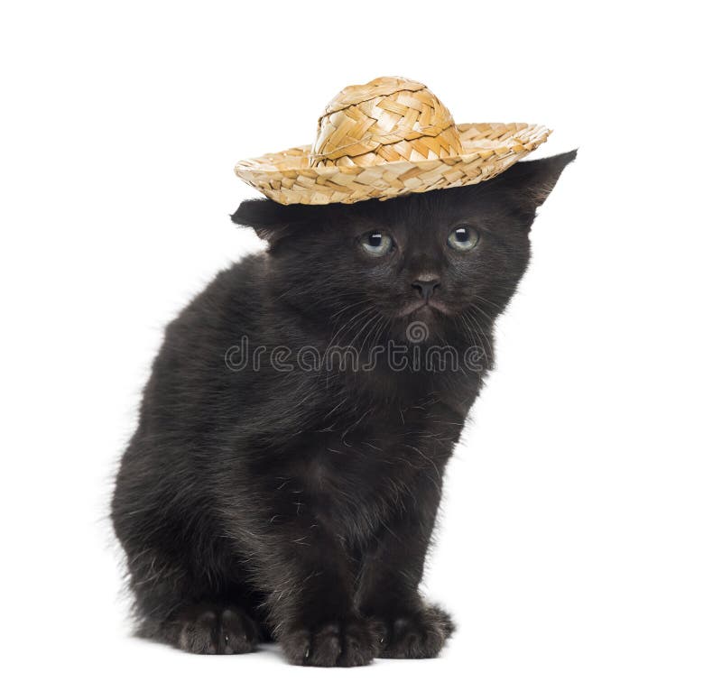 Cat Wearing Straw Hat Stock Photos - Free & Royalty-Free Stock Photos ...