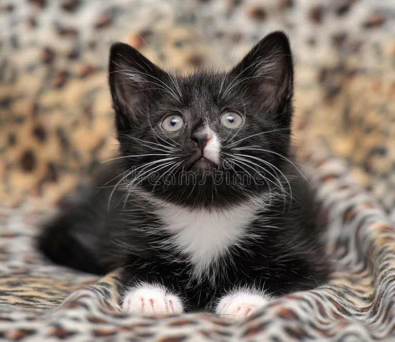 Black Kitten with a White Chest Stock Photo - Image of beauty, cute ...