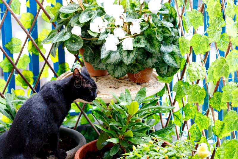 Black Kitty Sniffing Flower. Spring Black Cat Stock Image - Image of ...