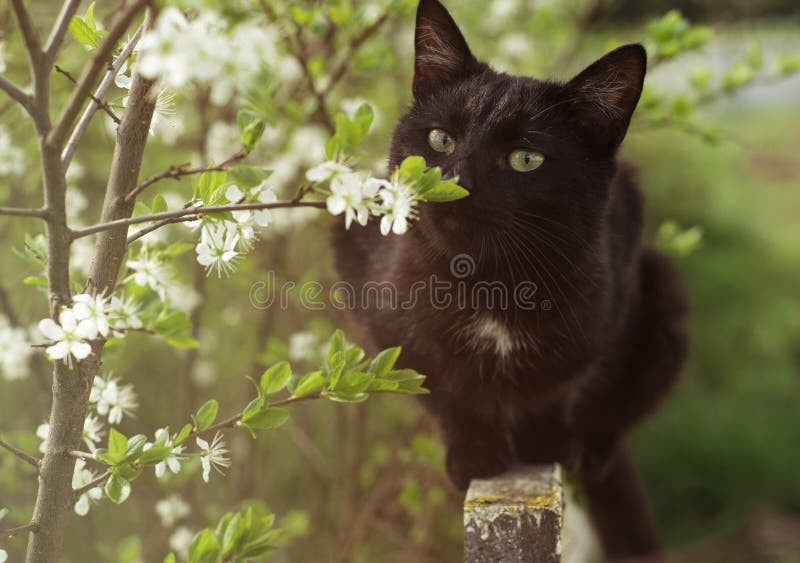 Black Kitty Sniffing Flower. Spring Black Cat Stock Photo - Image of ...