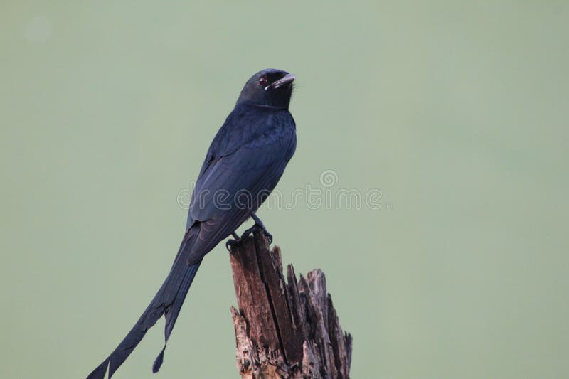 Black Kuil Stock Photos - Free & Royalty-Free Stock Photos from Dreamstime