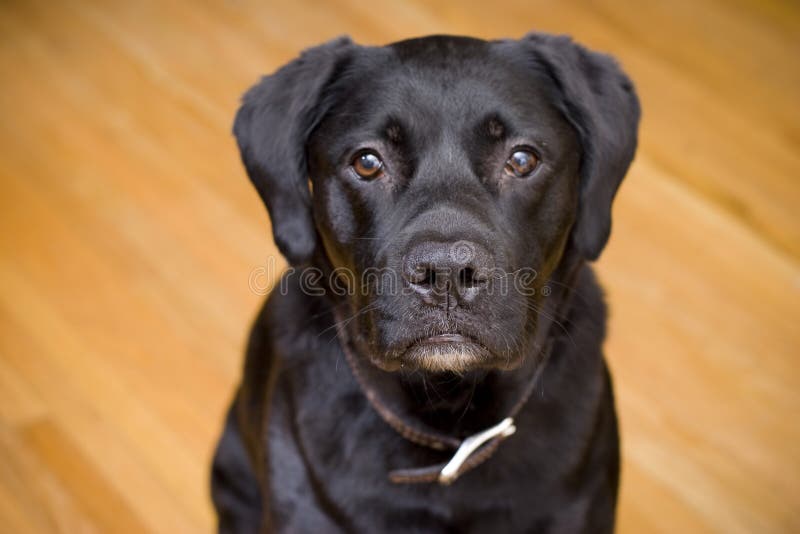 Black lab stock image. Image of listen, black, cuddly, care - 355613