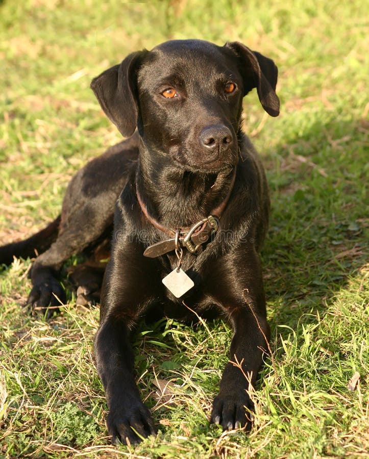 250+ Black lab Free Stock Photos - StockFreeImages 250+ Black lab Free Stock Photos - StockFreeImages