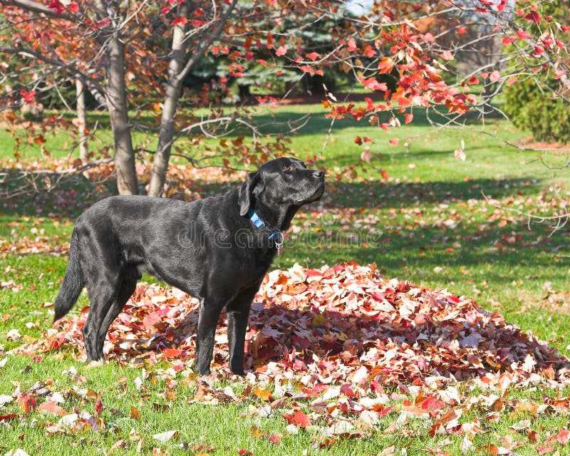 Black Lab in Autumn stock image. Image of canine, paws - 1471897