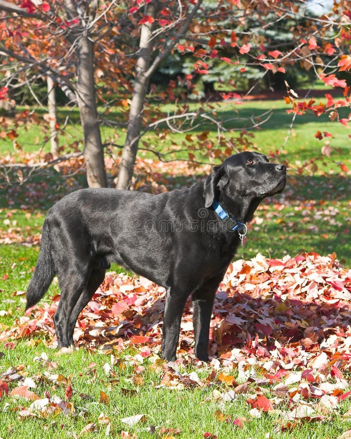 Black Lab in Autumn stock image. Image of canine, paws - 1471897