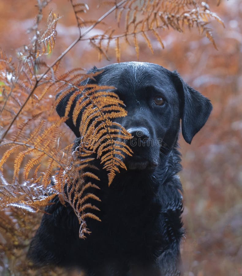 Black Lab in Autumn stock image. Image of landscape, change - 1471897